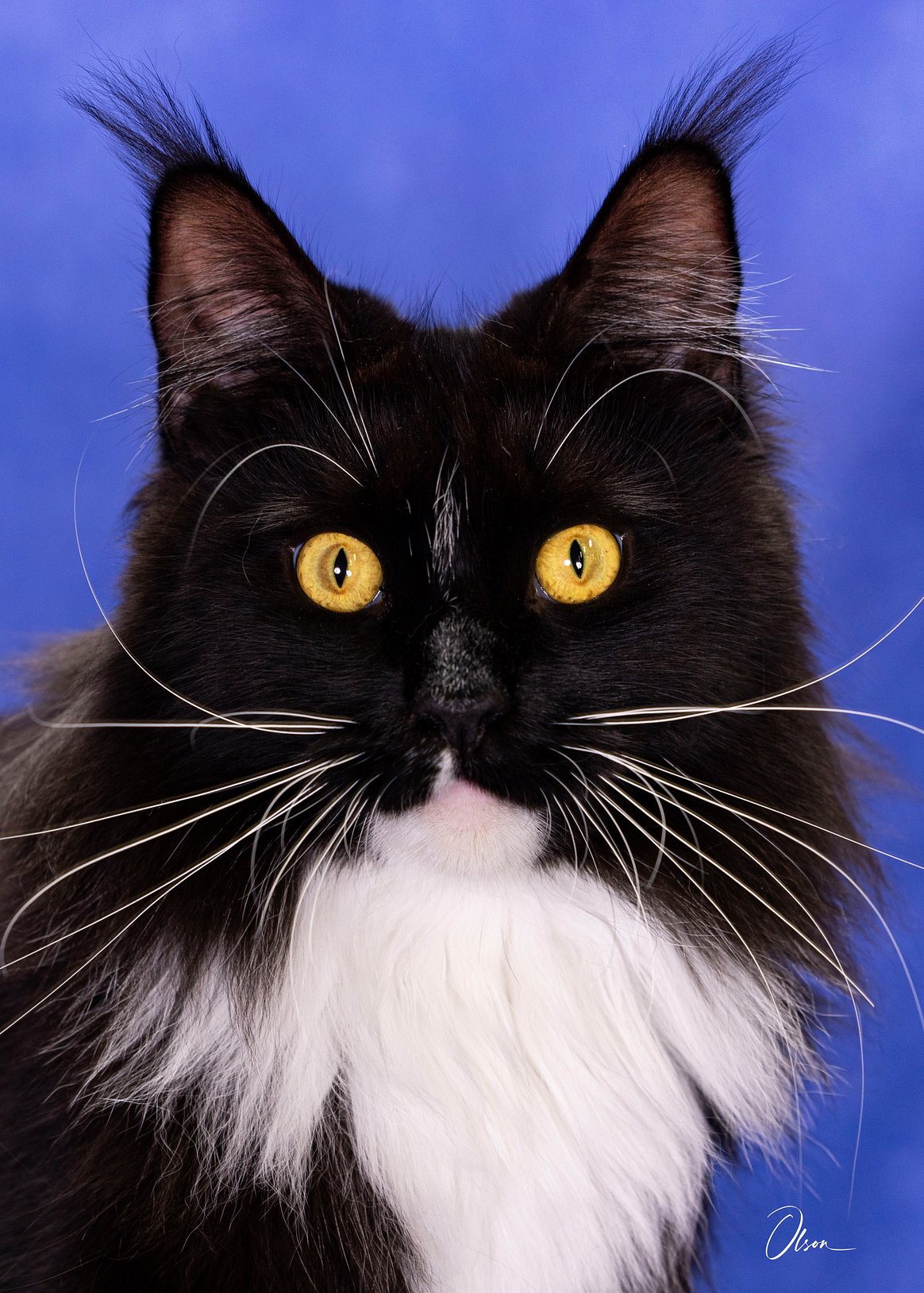 HOME - psycaticsmainecoons